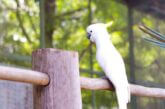 How Long Do Cockatoos Live? (Age Table)