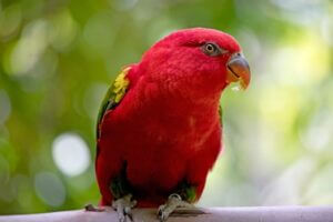 Why Do Parrots Have Curved Beaks? (Hookbills)