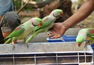Why Do Parrots Have Curved Beaks? (Hookbills)