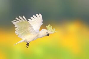 How Long Do Cockatoos Live? (Age Table)