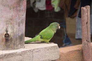 Do Conures Bite A Lot? (Does It REALLY Hurt?)