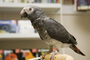 Is My African Grey Plucking or Molting Feathers?