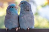 Parrotlet Beak Health Care Guide for Beginners