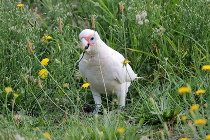 What Is Eye Pinning in Parrots? (Eye Flashing Meaning)