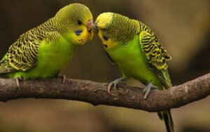 Can Budgies Be Taught To Talk? (Yes, Here's How To Do It!)